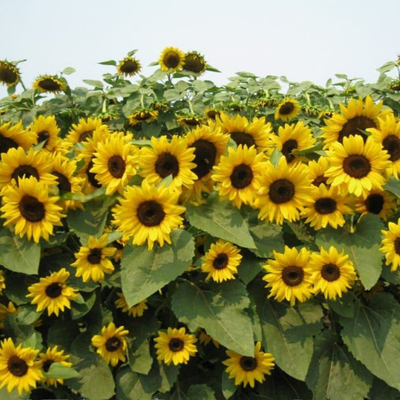 进口观赏向日葵矮生分枝型