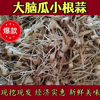 野生新鲜小根蒜大脑瓜