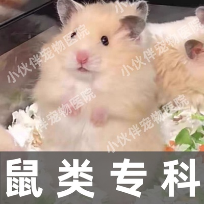 异宠医生在线咨询小香猪花枝鼠松鼠金丝熊荷兰猪兔子仓鼠问诊看病
