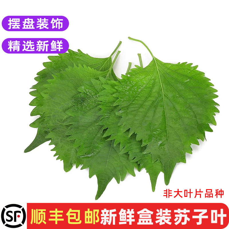新鲜苏子叶食用紫苏叶刺身日式料理配菜装饰点缀叶子50片/盒包邮