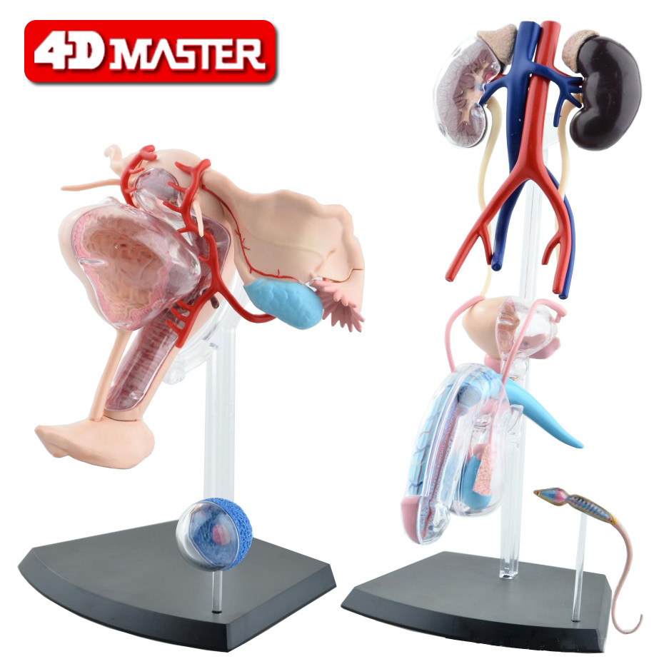 4DMASTER男女性生殖泌尿系统子宫膀胱解剖模型医学院科人体模型