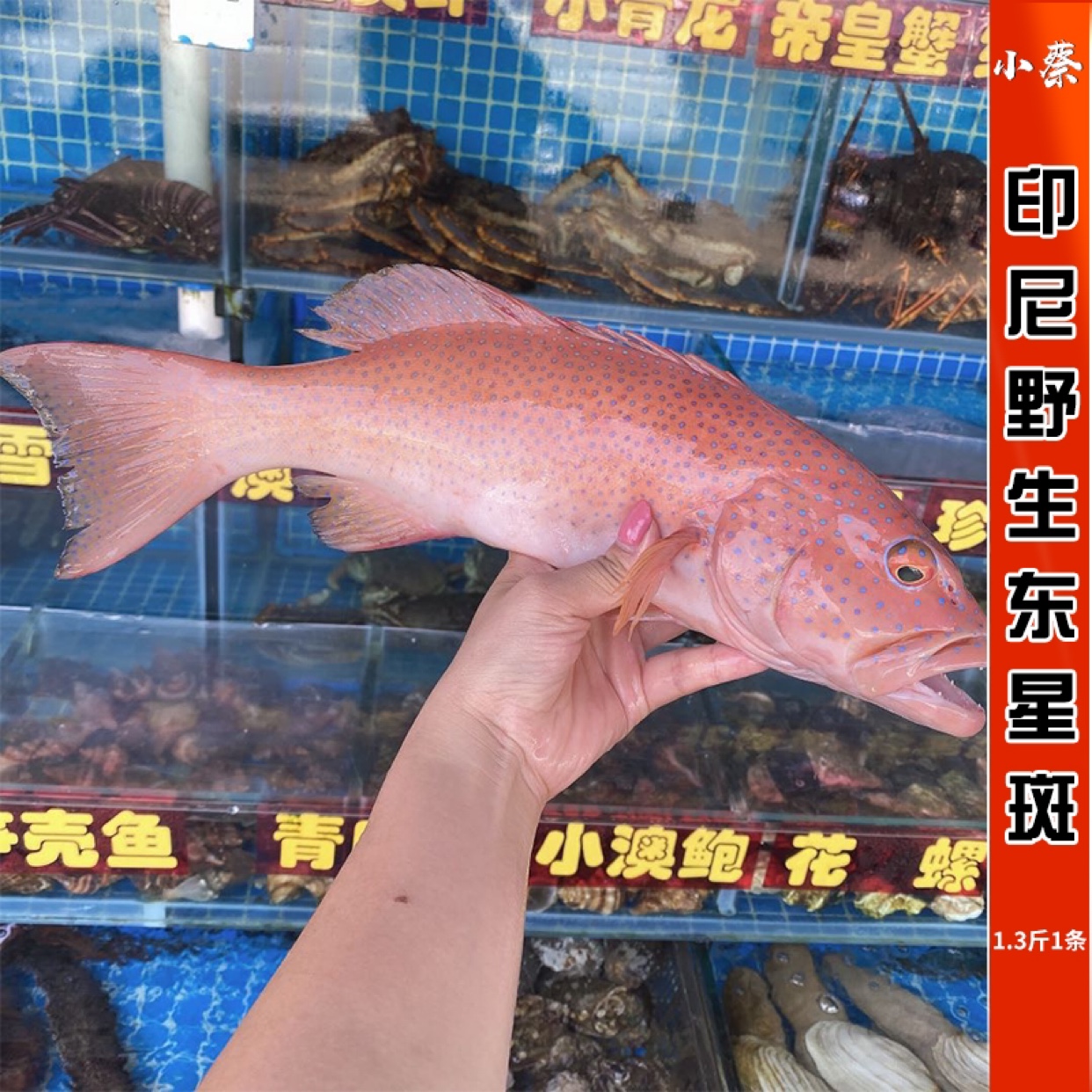 石斑鱼东星斑东星斑鱼第3页大山谷图库 8311