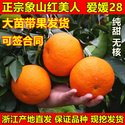 红美人树苗爱媛28号柑橘苗带果发