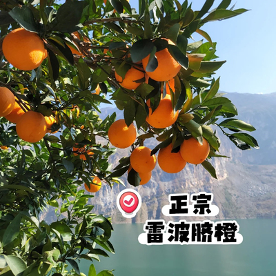 大凉山雷波脐橙原产地农户直发