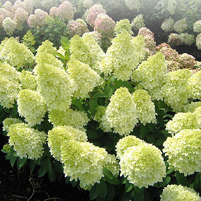 耐寒圆锥绣球裸心花园盆栽花卉