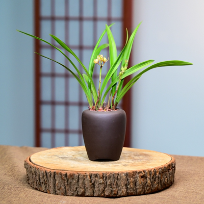 0413七彩金荷四季建兰花卉绿植物兰花苗名贵精品客厅矮种不带花苞