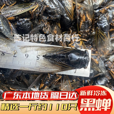 广东2026新鲜冷冻黑知了黑蝉老蝉