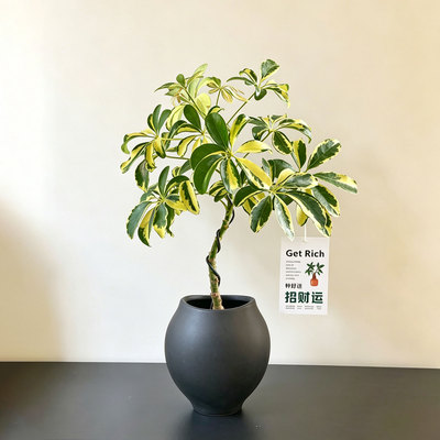 花叶鹅掌柴盆栽晴天植物室内办公桌工位招财小摆件黄金花叶鸭脚木