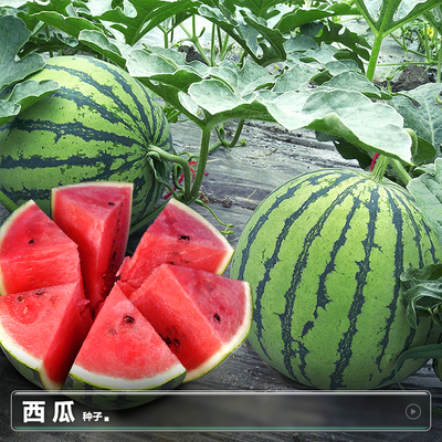 懒汉系列西瓜种易种耐贫瘠甜度高
