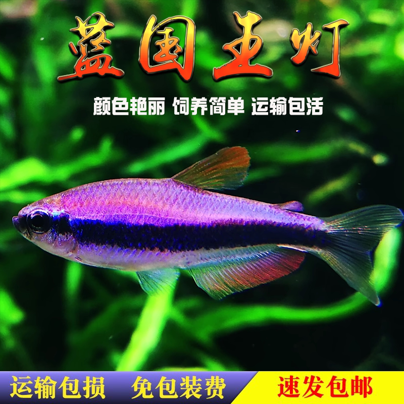 蓝国王灯鱼蓝帝王灯黑莲黄蓝帝提灯皇后灯热带观赏鱼小型活体群游