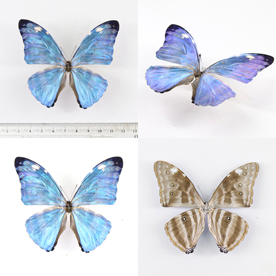 中昆蝴蝶科普闪蝶教育自然昆虫