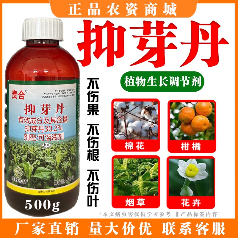 贵合 30.2%抑芽丹抑制腋芽生长生长调节剂