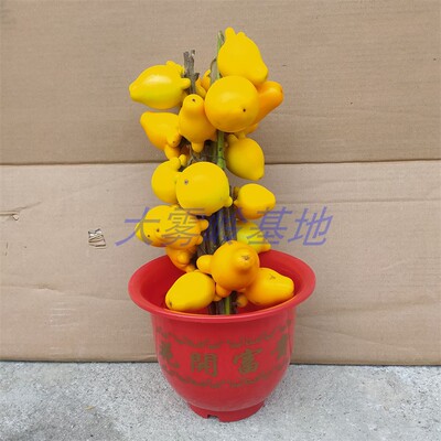 年花盆栽摆件喜庆新奇好意头直接干放年宵花2026年春节花装饰过年