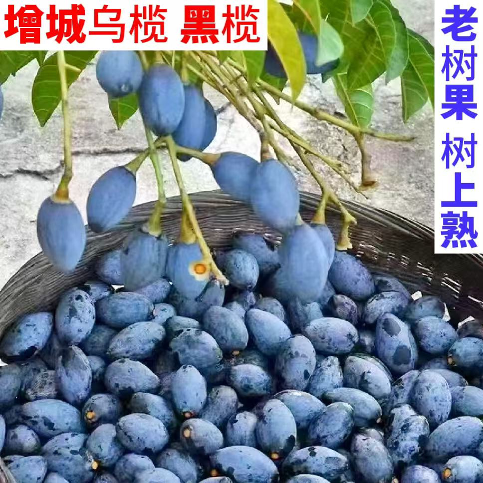 正宗增城乌榄百年老树西山左尾乌榄黑橄榄榄角榄仁乌榄榄广东特产