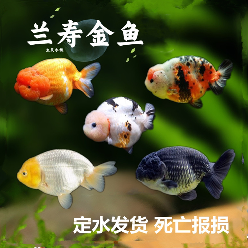 兰寿金鱼冷水鱼观赏鱼活体小金鱼不用加温锦鲤鱼奶牛招财泰狮金鱼