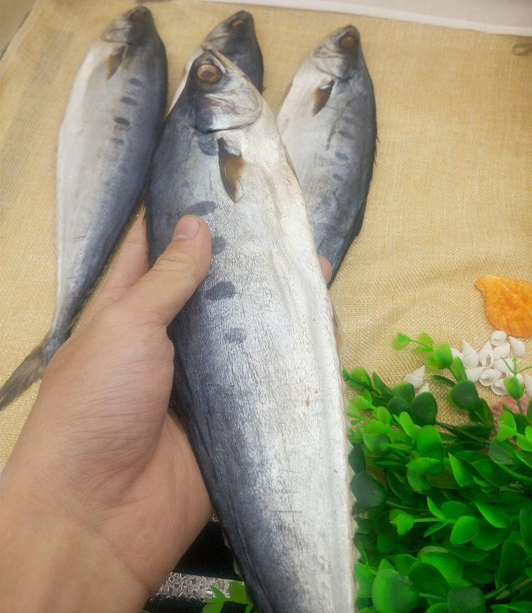 北海特产马鲛鱼干渔民自晒海鲜干货年货野生鲅鱼干咸鱼干500g