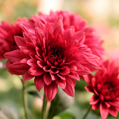 园艺地栽四季花卉植物