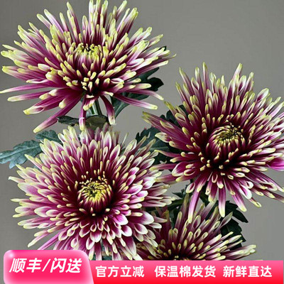 新鲜烟花菊一扎10枝大朵花期长