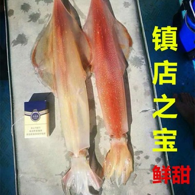 天然海钓大鱿鱼大管鲜活火箭鱿鱼