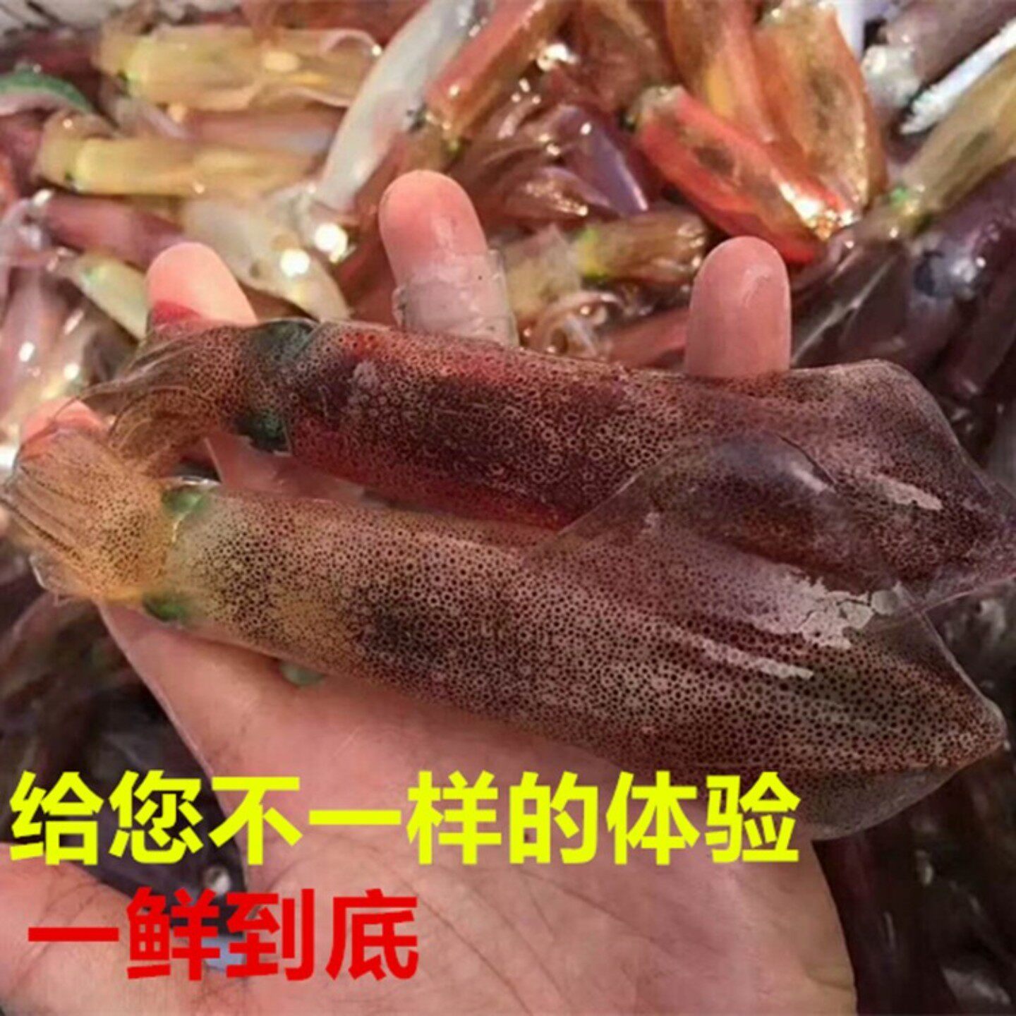 新鲜小管鱼鲜活海兔籽天然小鱿鱼大鱿鱼部分带籽笔管鱼海管软管