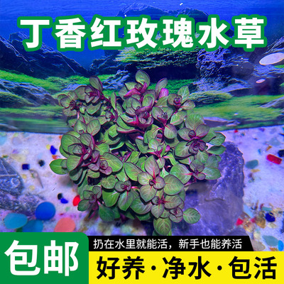 丁香类红玫瑰丁香淡水鱼缸造景植物景易发好养懒人新手可入