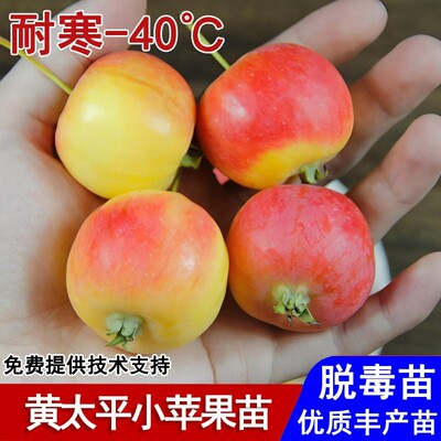 嫁接黄太平小苹果苗耐寒东北秋红