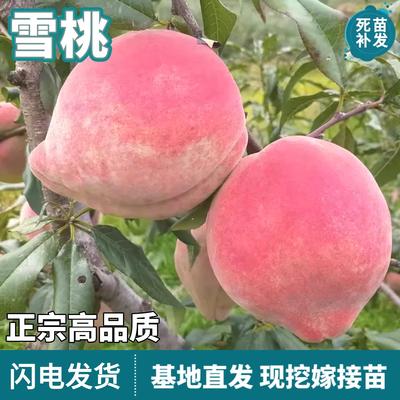 雪桃树苗南北方地栽庭院