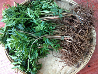 野生贵州新鲜中草药