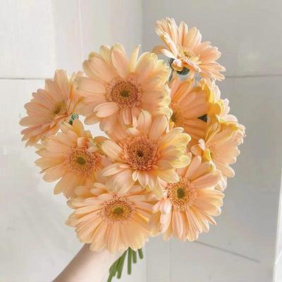 圣托里尼弗朗非洲菊奶油花材