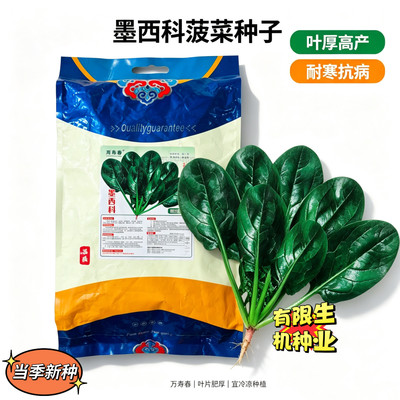 墨西科菠菜种籽厚叶浓绿