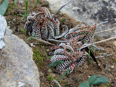 十二卷原始种多肉