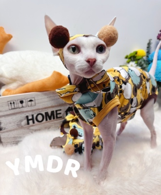 德文毛帽子绝育服YMDR无毛猫帽子