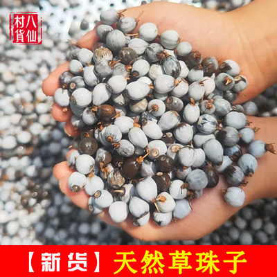 广西天然新鲜草珠子尿珠子打碗子