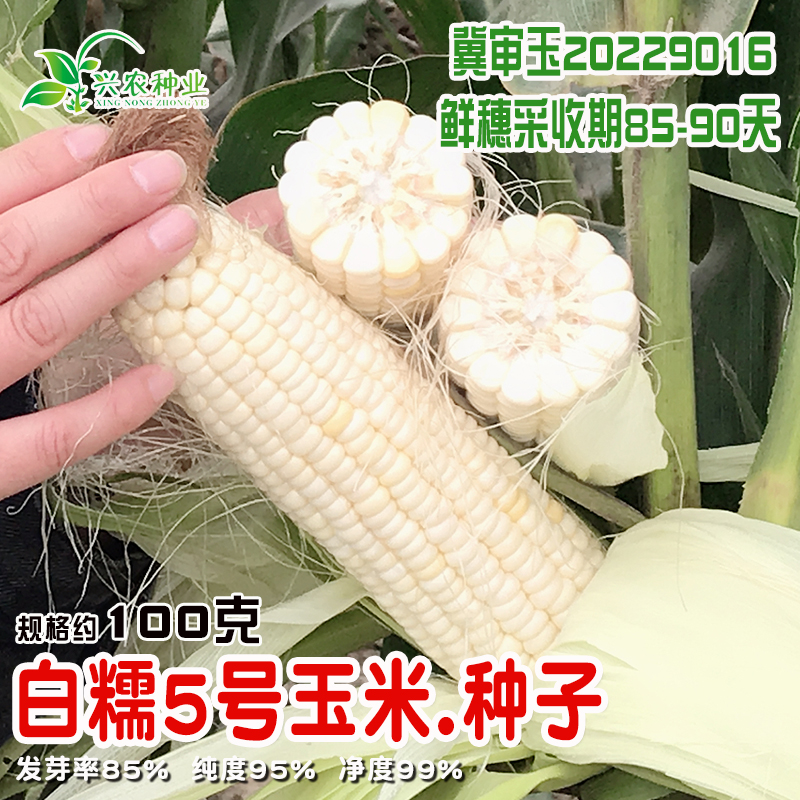 玉米白八趟老品种玉米品种大山谷图库