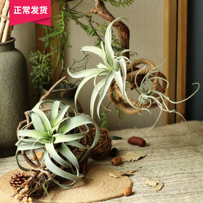 山树花仿真空气凤梨 高档精致植物空气铁兰卡比塔塔T.Capitata