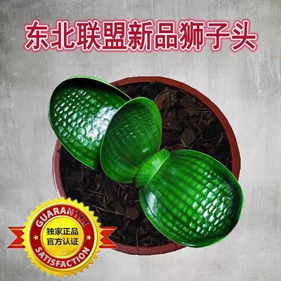 东北新款精品高端名贵特级君子兰狮子头麻脸油匠宽短叶圆头盆栽苗