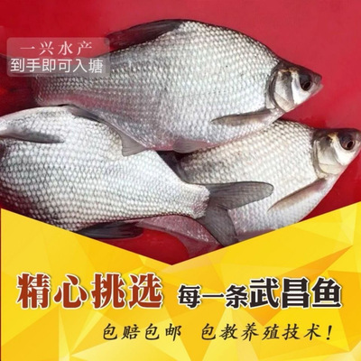 活体鱼鱼苗鱼苗三角鲂