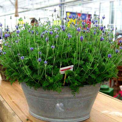 普罗旺斯薰衣草种子易种耐活