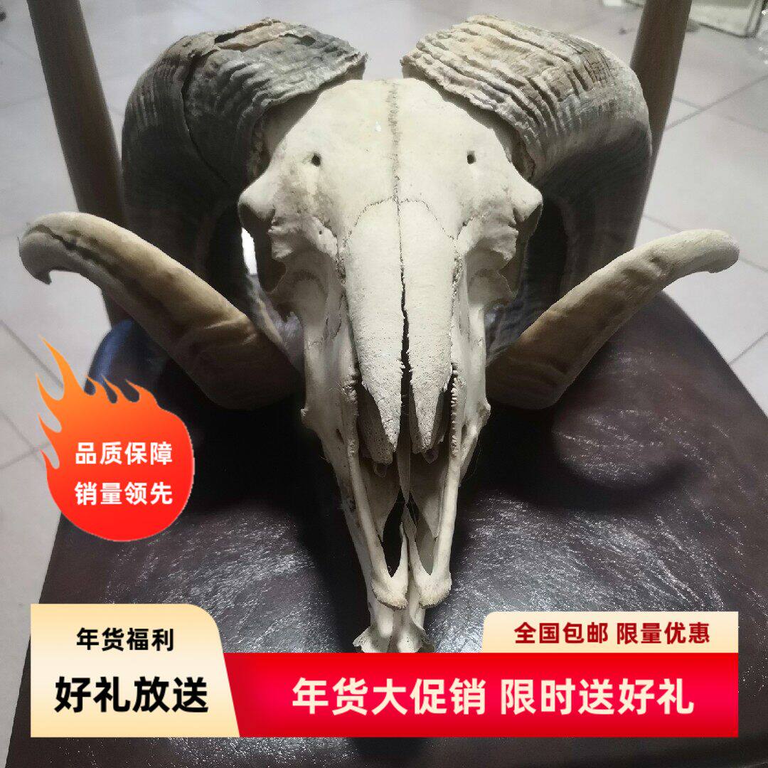 羊头骨骼摆件挂饰品家装真标本装饰复古纯手工制作招财特色手工艺