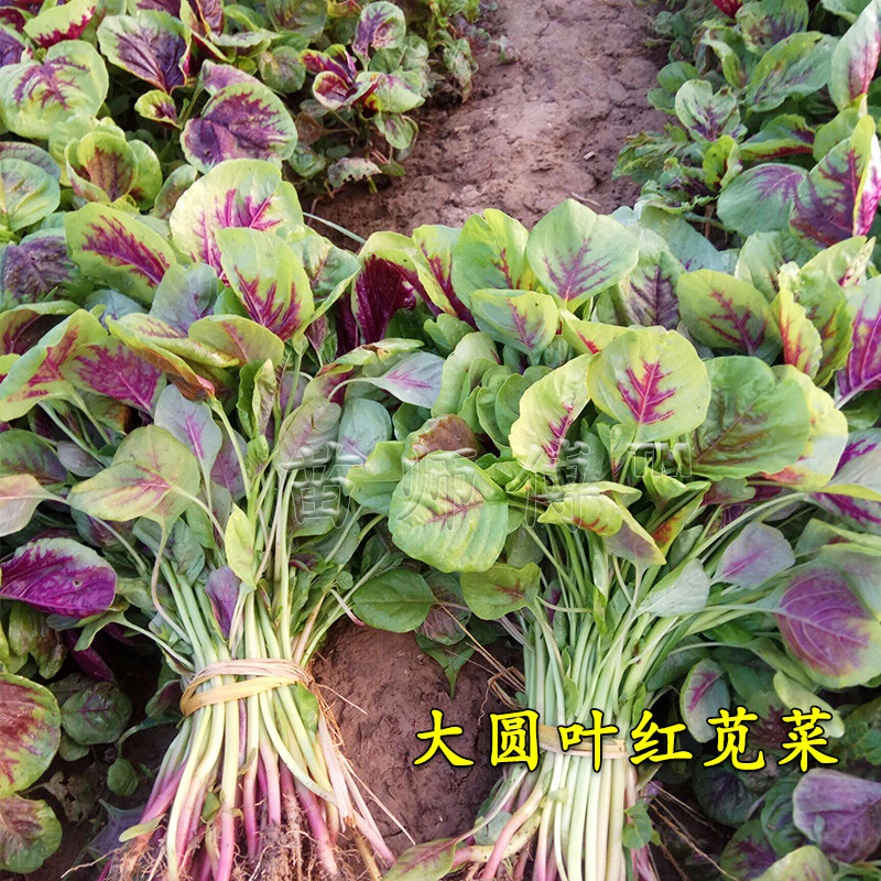 苋菜苗图片,苋菜图片,马苋菜图片_大山谷图库