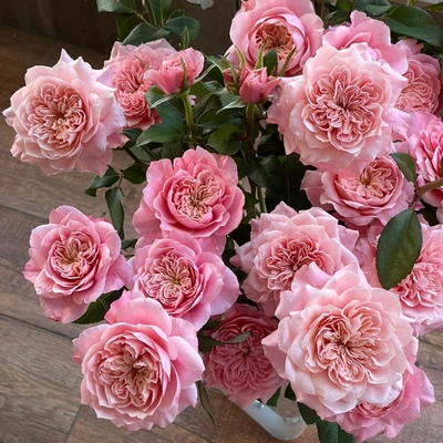 网红多头泡泡玫瑰水养耐养10枝