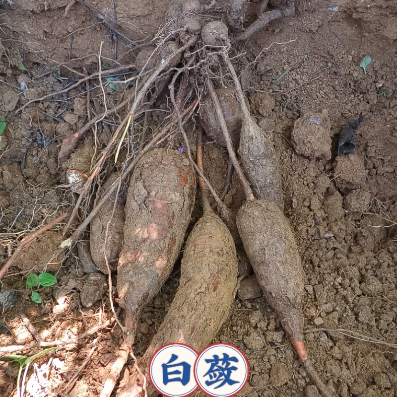 白蔹苗新鲜山地瓜见肿消纯天然野红薯中药材苗白蔹药食两用猫儿卵