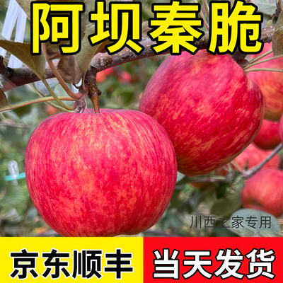 阿坝州苹果藏地美人脆秦脆苹果小金汶川茂县理九寨沟四姑娘丹巴摘