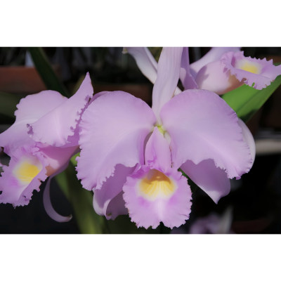 精选个体进口兰花洋兰卡特兰原生种粉色C.trianaei concolor成株
