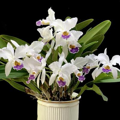 进口大盆获奖稀有蓝色C.trianaei coerulea兰花洋兰卡特兰原生种