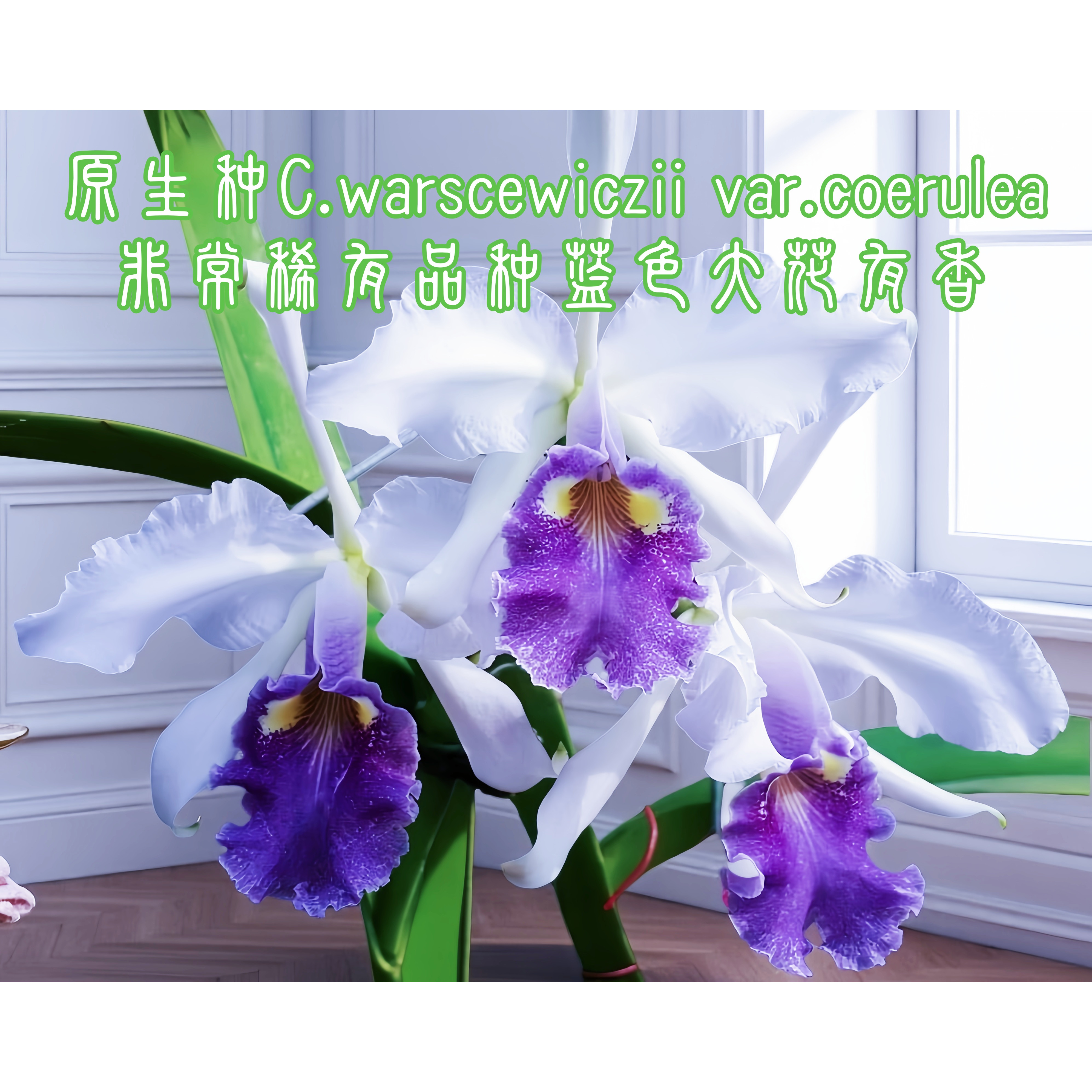进口兰花卡特兰原生种C.warscewiczii coerulea Ituango(MC)蓝色