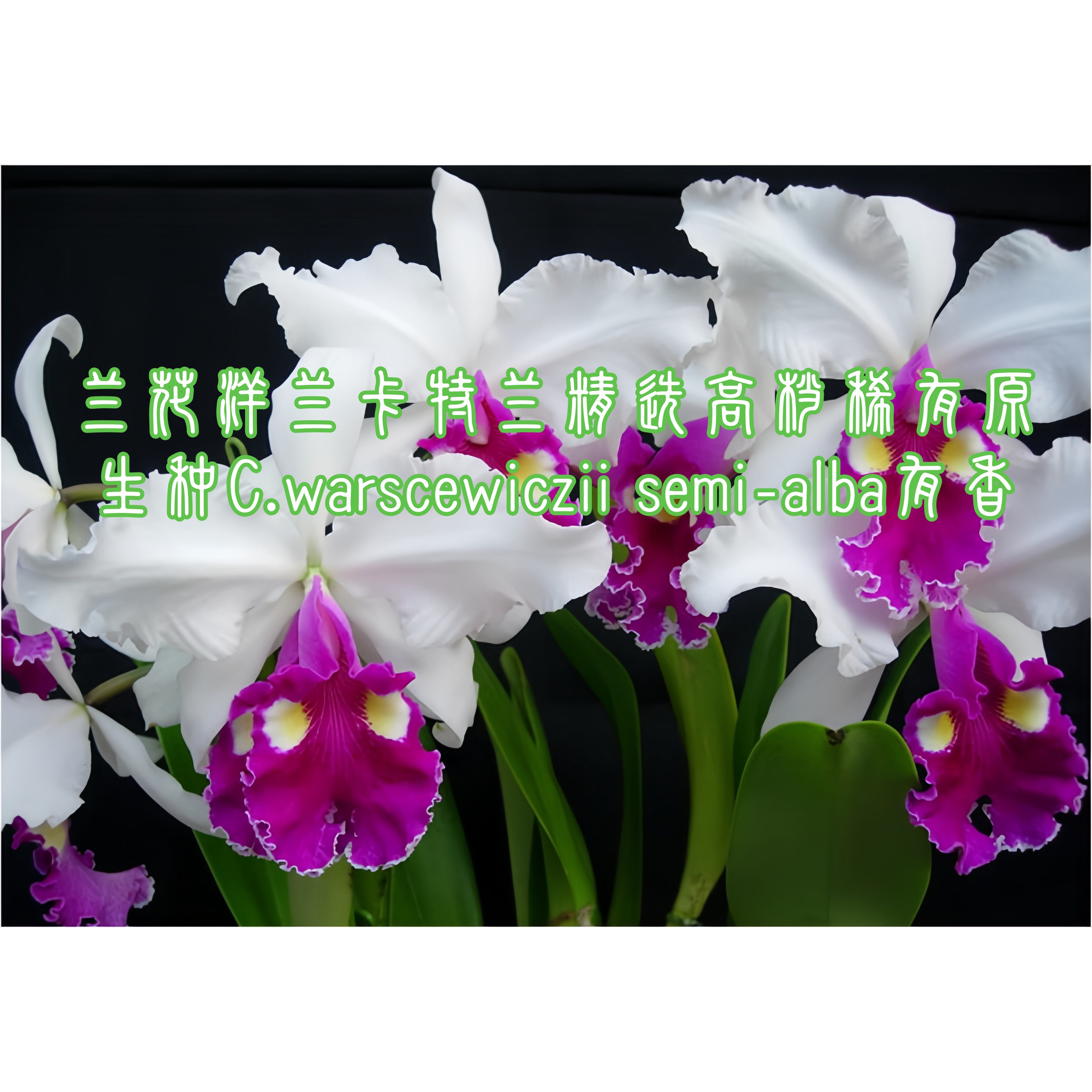 兰花洋兰卡特兰精选高档稀有原生种C.warscewiczii semi-alba有香