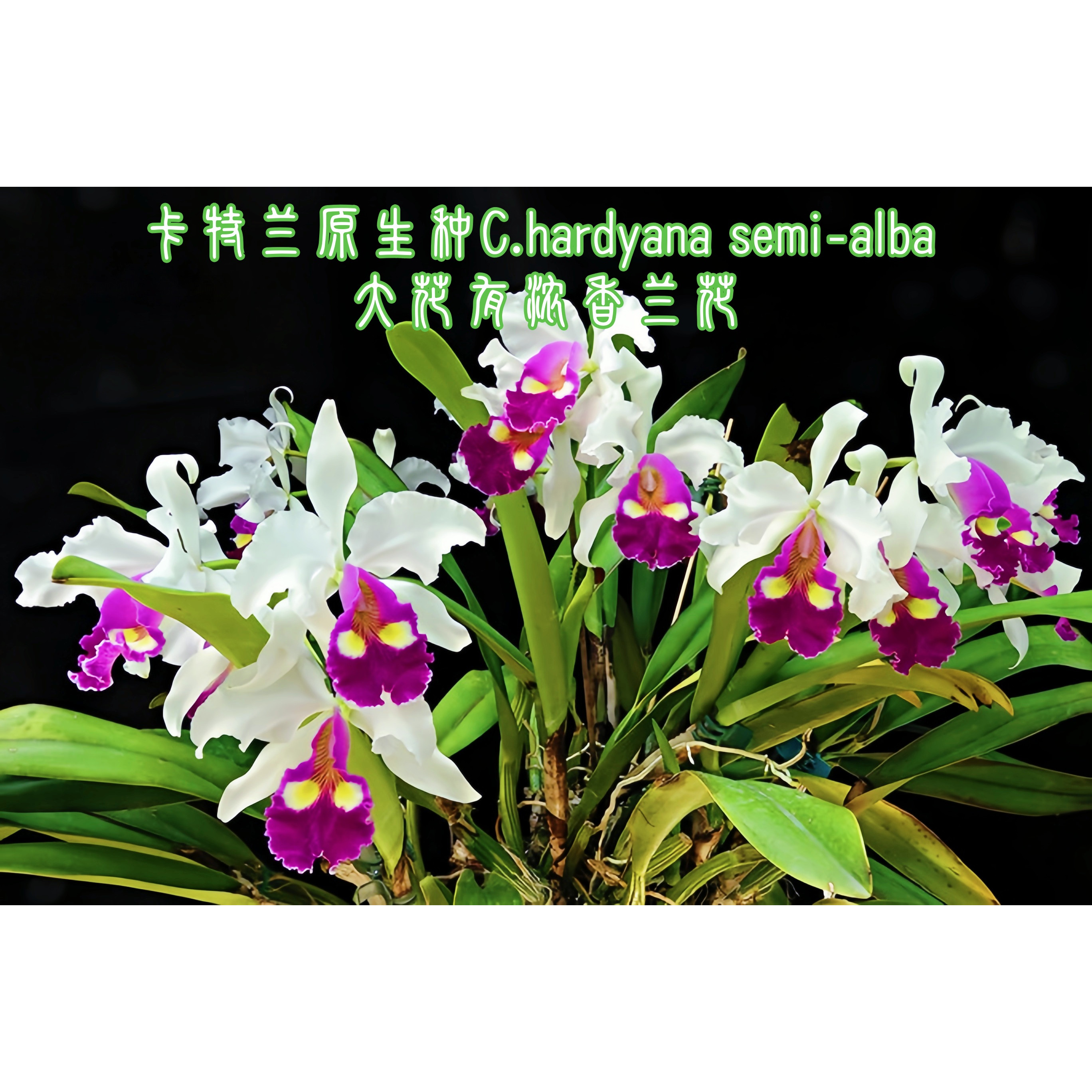 精选进口稀有卡特兰原生种C.hardyana semi-alba 大花有浓香兰花