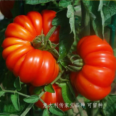帕尔马5粒（荒野拾遗录）满39包邮