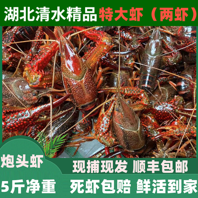 5斤特大炮头两虾湖北清水虾
